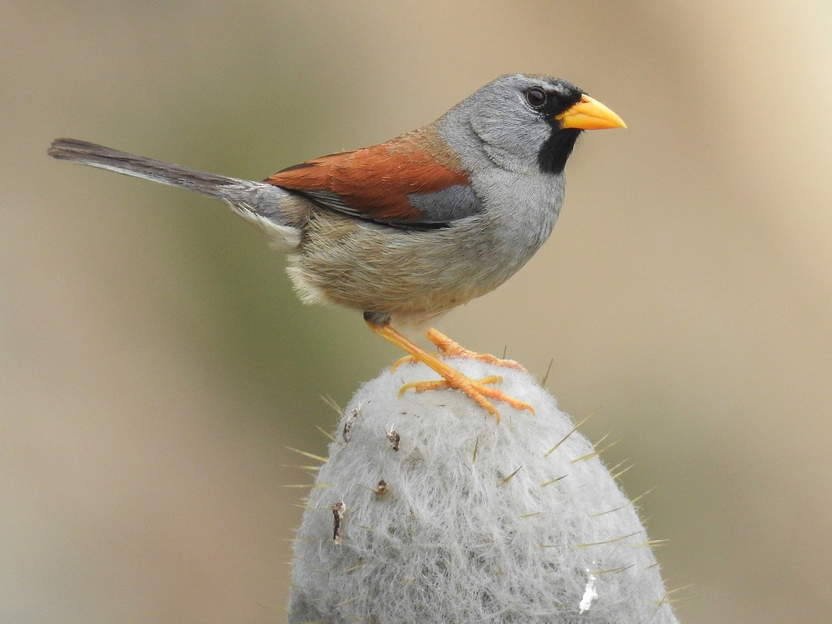 Great Inca-Finch - Incaspiza pulchra - Birds of the World