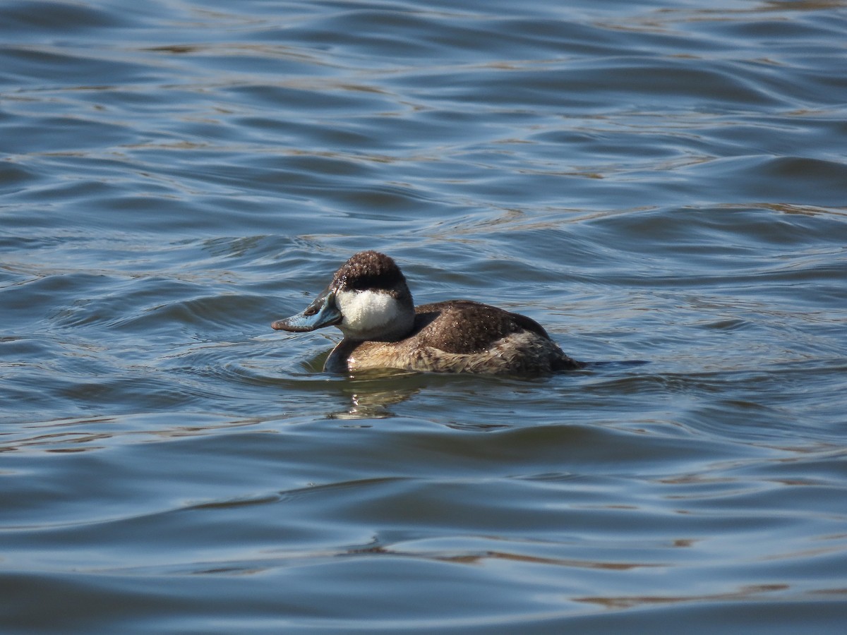 eBird Checklist - 20 Feb 2022 - William R Mason Regional Park, Irvine ...
