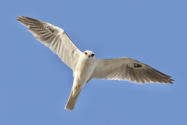 White Kite Bird