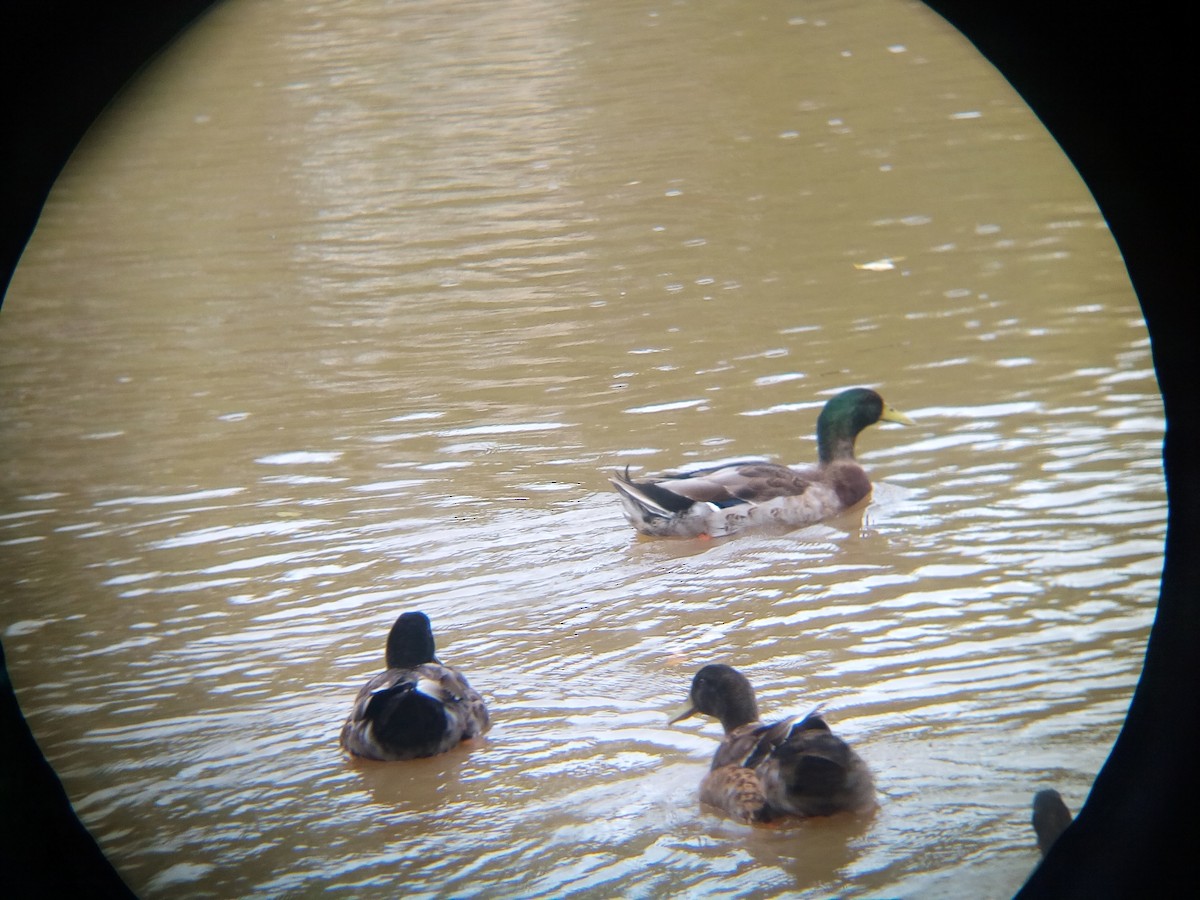 eBird Checklist - 3 Dec 2016 - Roatán—Clip N Zip Canopy - 9 species