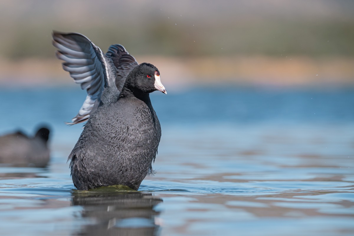 American Coot (Red-shielded) - eBird