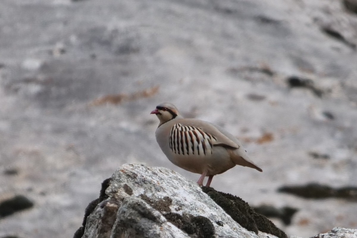 eBird Checklist - 26 Feb 2022 - Дараи Кондара [Kondara Gorge] - 23 species