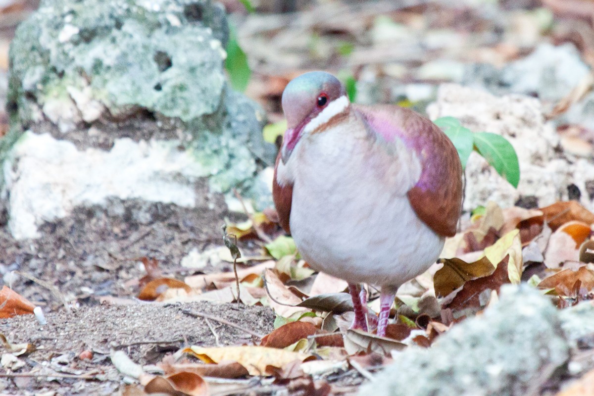 eBird Checklist - 17 Mar 2014 - Cayo Coco--Cueva del Jabali - 25 species