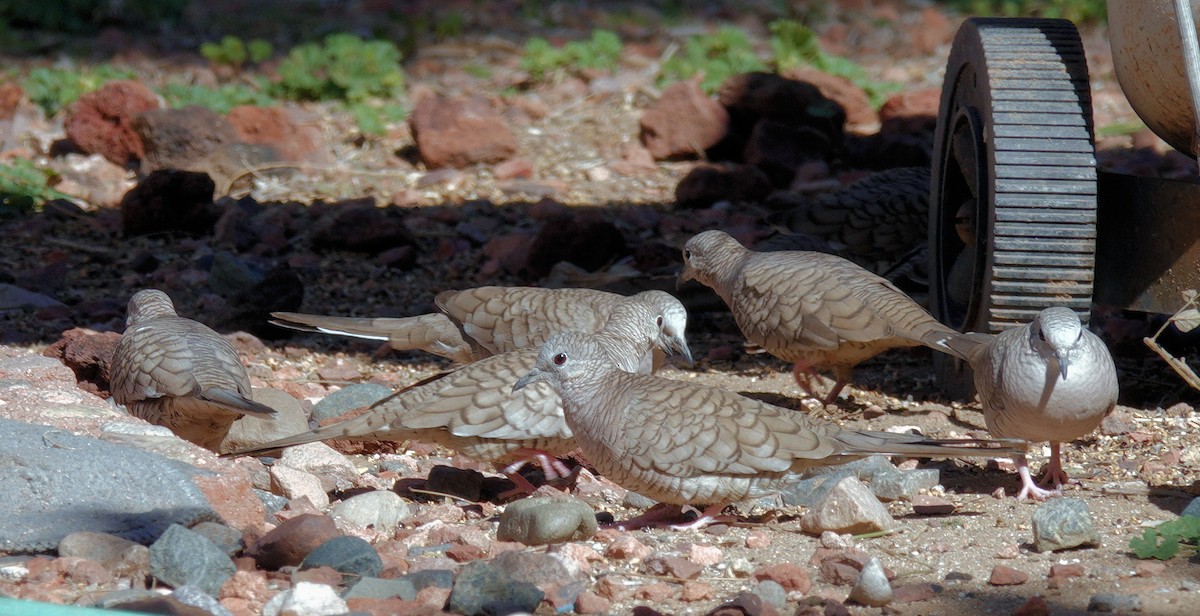 eBird Checklist - 26 Feb 2022 - Black Canyon City - 30 species (+2 ...