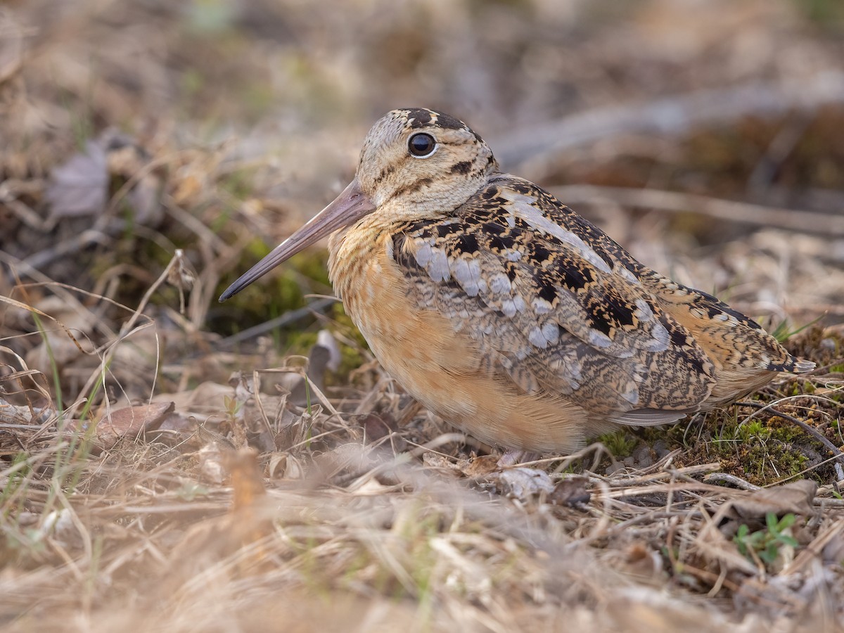 American Woodcock - Scolopax minor - Birds of the World