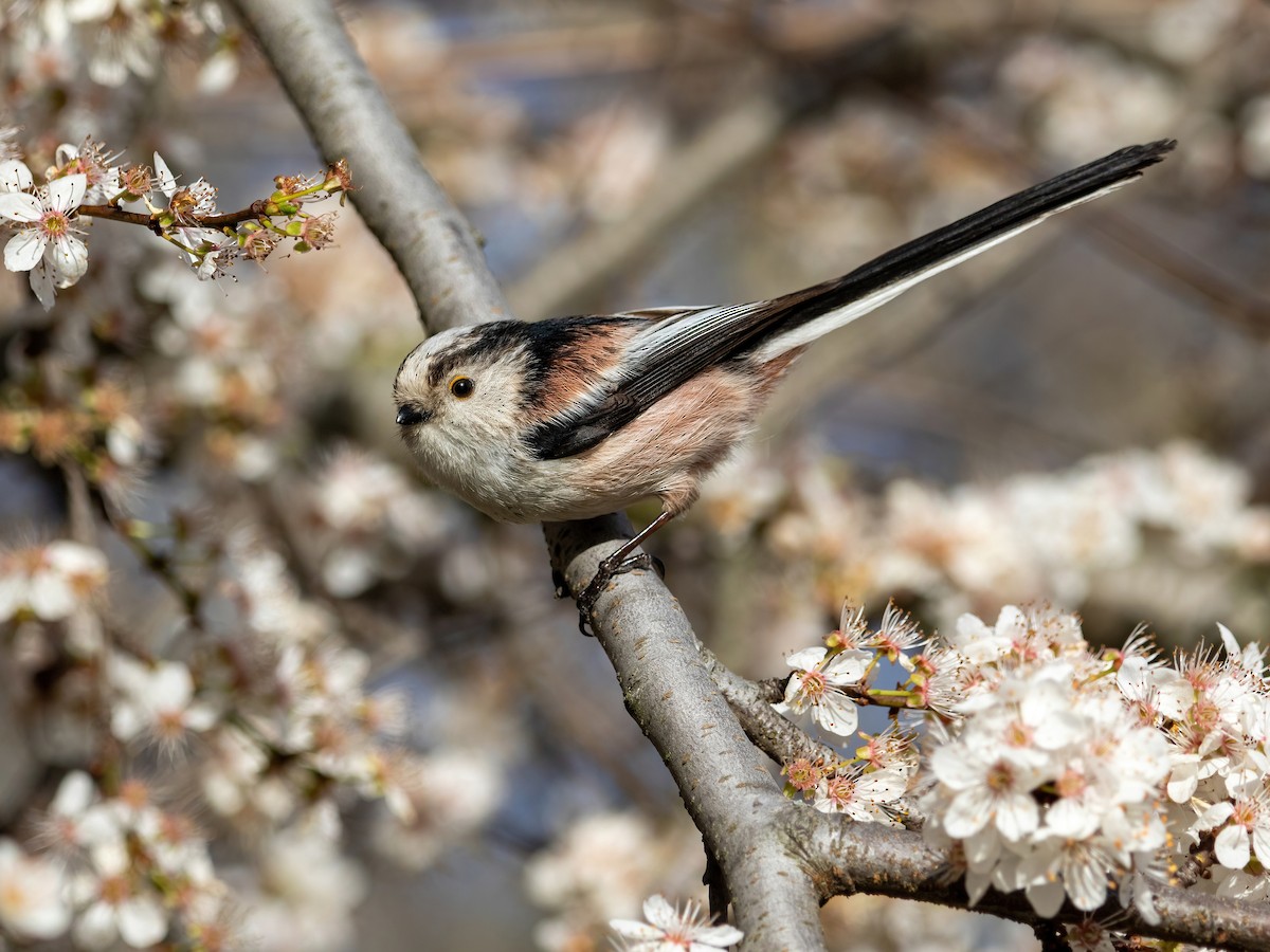 Long-tailed Tit - Aegithalos caudatus - Birds of the World
