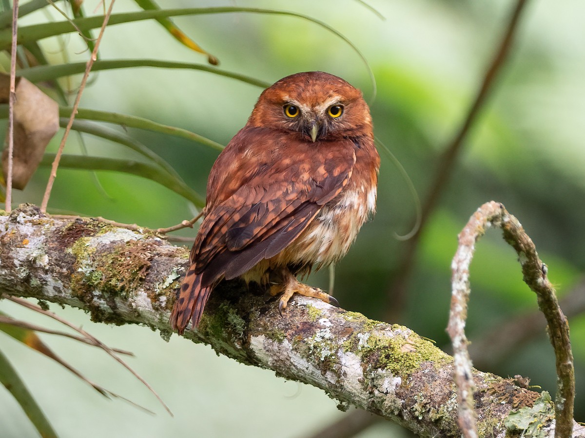 Andean Pygmy-Owl - Glaucidium jardinii - Birds of the World