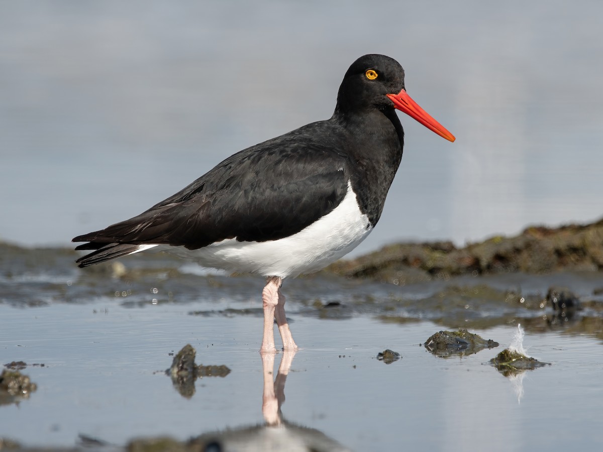 Magellanic Oystercatcher - Haematopus leucopodus - Birds of the World