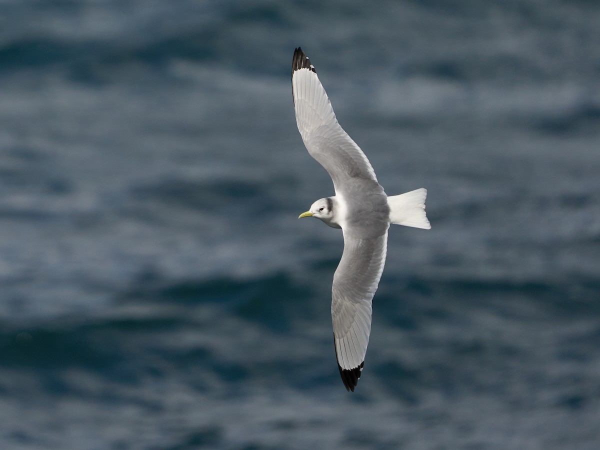 Black-legged Kittiwake - Rissa tridactyla - Birds of the World
