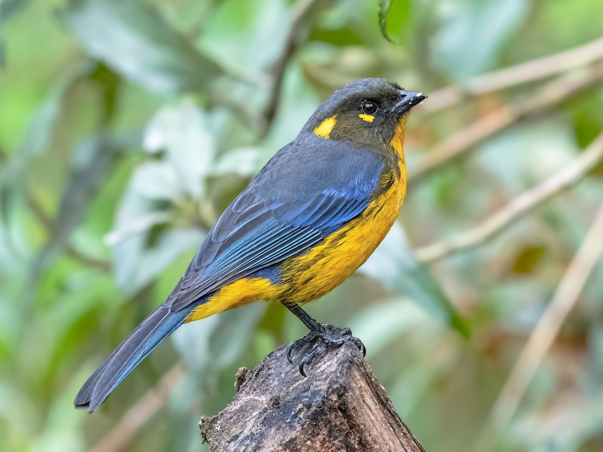 Lacrimose Mountain Tanager - Anisognathus lacrymosus - Birds of the World