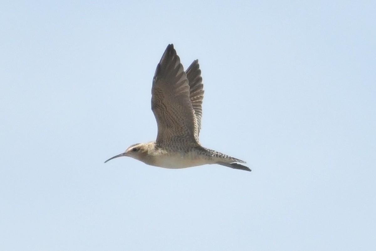 eBird Australia Checklist - 27 Feb 2022 - Lake Goran - 26 species