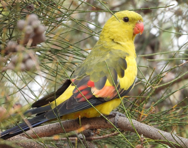 Regent Parrot