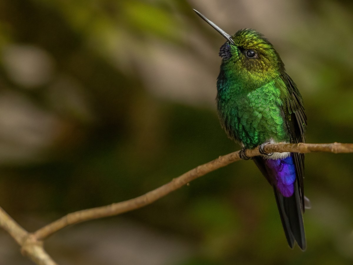 Glowing Puffleg - Eriocnemis vestita - Birds of the World