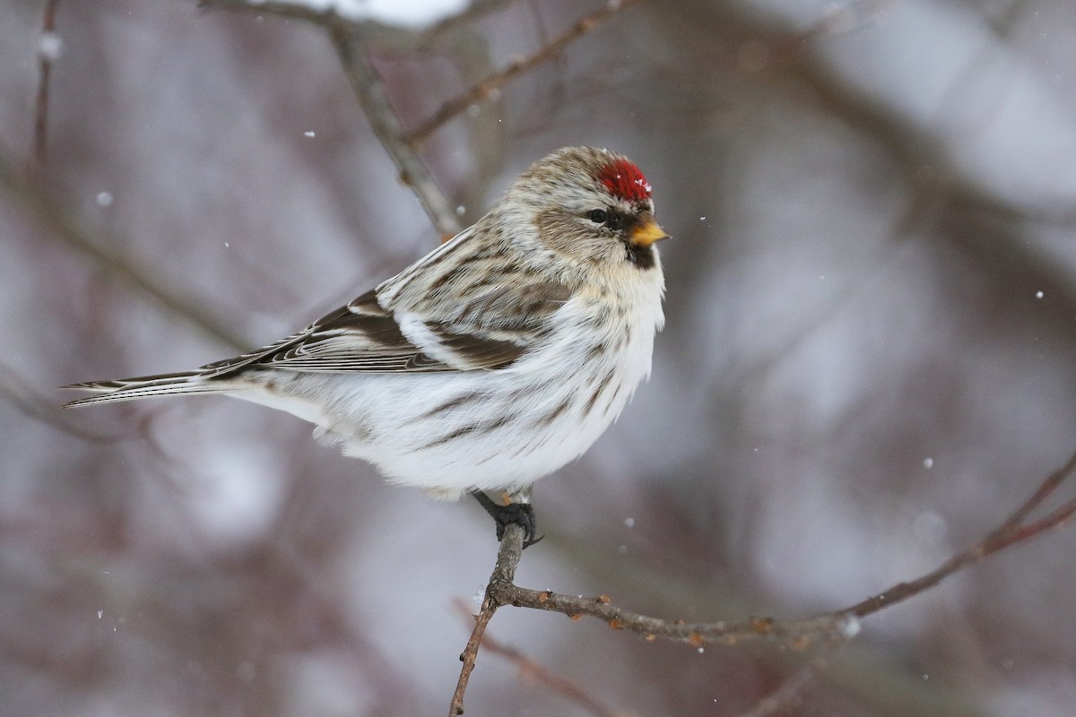 Hoary Redpoll (exilipes) - eBird