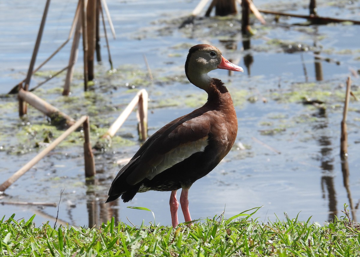 eBird Checklist - 27 Feb 2022 - Lake DeSoto - 14 species