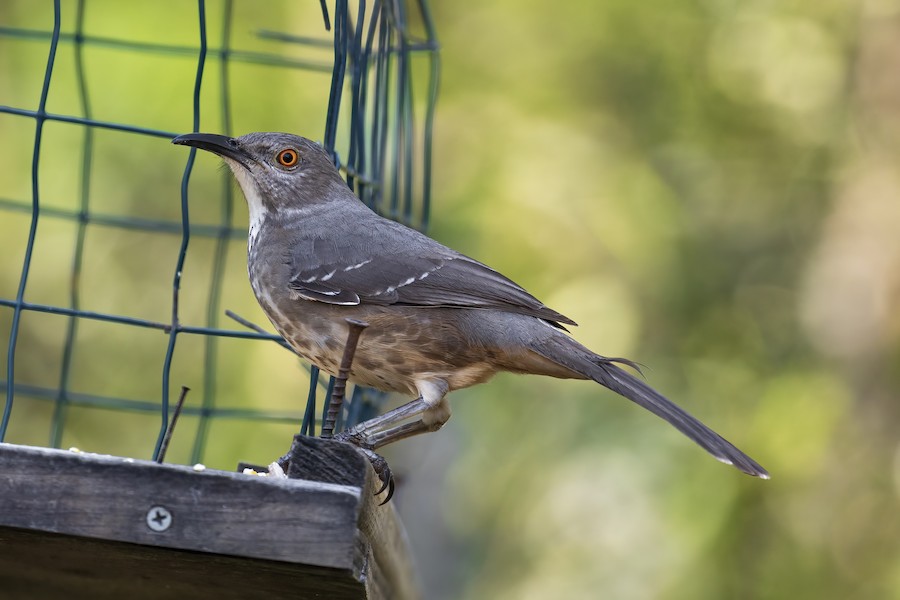 Krummschnabel-Spottdrossel [curvirostre-Gruppe] - eBird