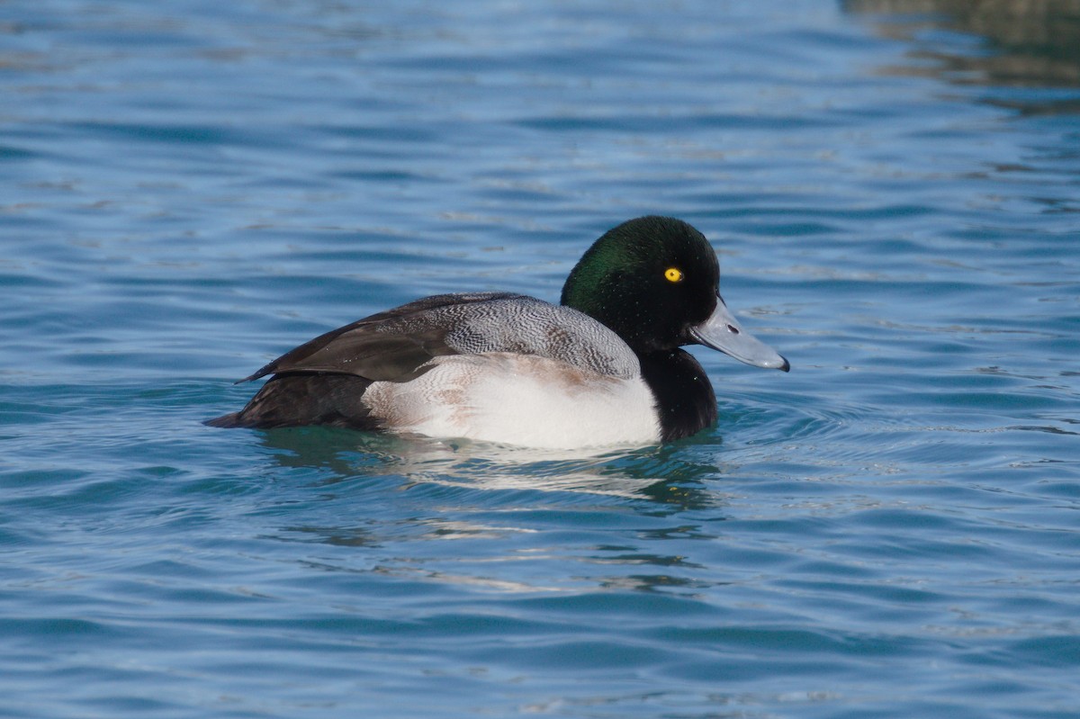 ML420689281 Greater Scaup Macaulay Library
