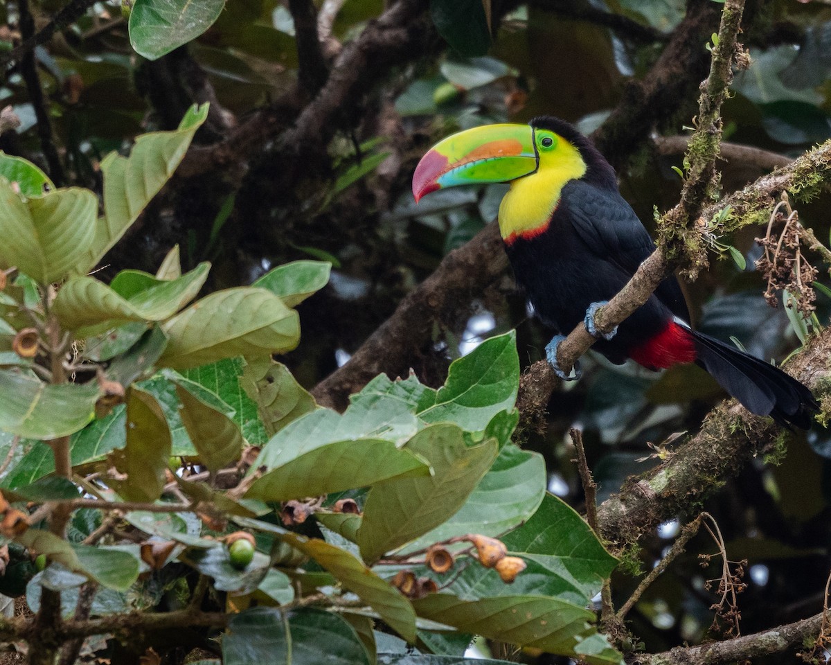eBird Checklist - 27 Feb 2022 - Bajo La Paz, San Ramón - 53 species