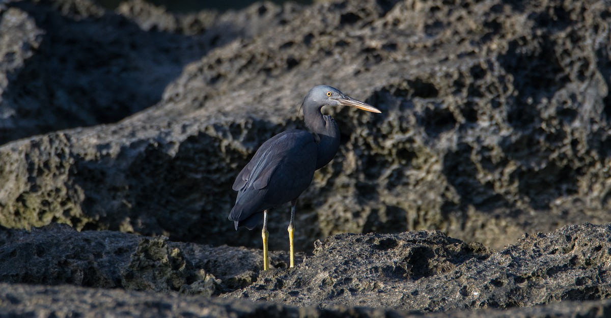 eBird Checklist - 27 Feb 2022 - Pinatang Park - 11 species