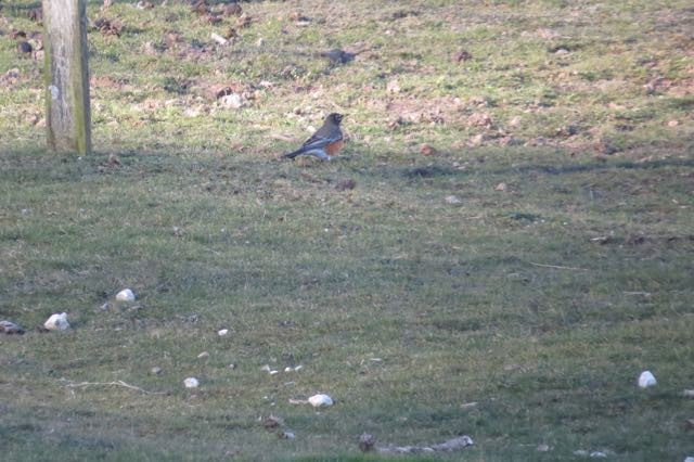 eBird Checklist - 27 Feb 2022 - stakeout American Robin Eastbourne (2022) - 13 species