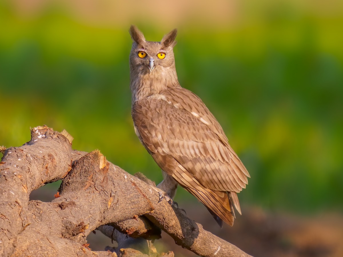 Dusky Eagle-Owl - Ketupa coromanda - Birds of the World