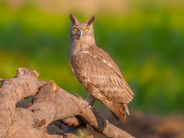 No Wai Owl