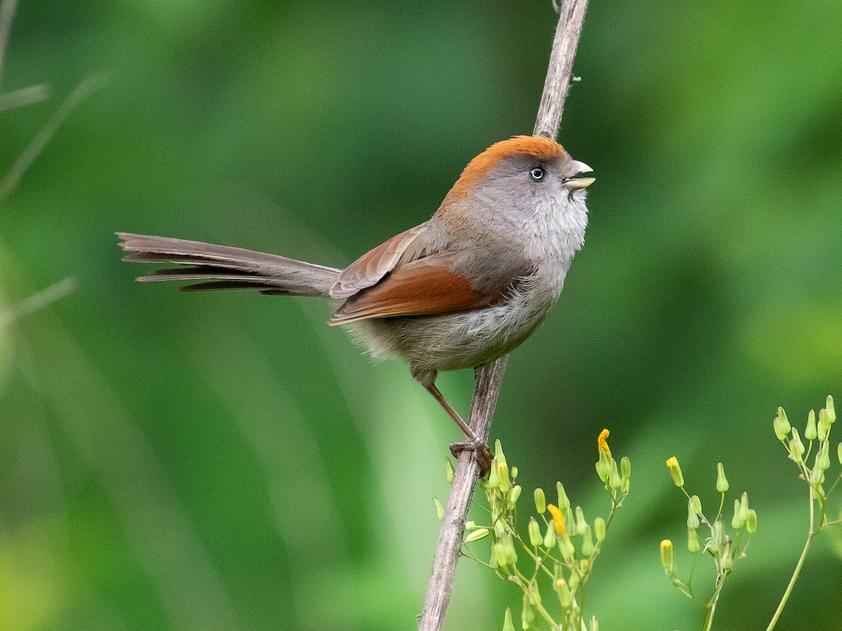 Ashy-throated Parrotbill - Suthora alphonsiana - Birds of the World