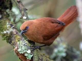 Rufous Wren - Cinnycerthia unirufa - Birds of the World