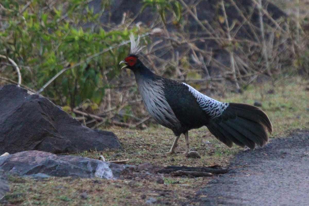 eBird Checklist - 27 Feb 2022 - Chakki more-bhoj nagar road,Himachal ...