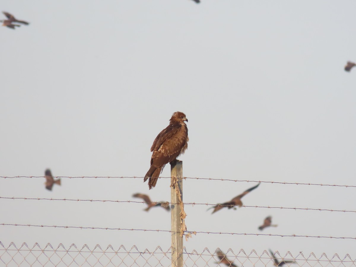 Israel Breeding Bird Atlas Checklist - 28 Feb 2022 - Tovlan landfill ...