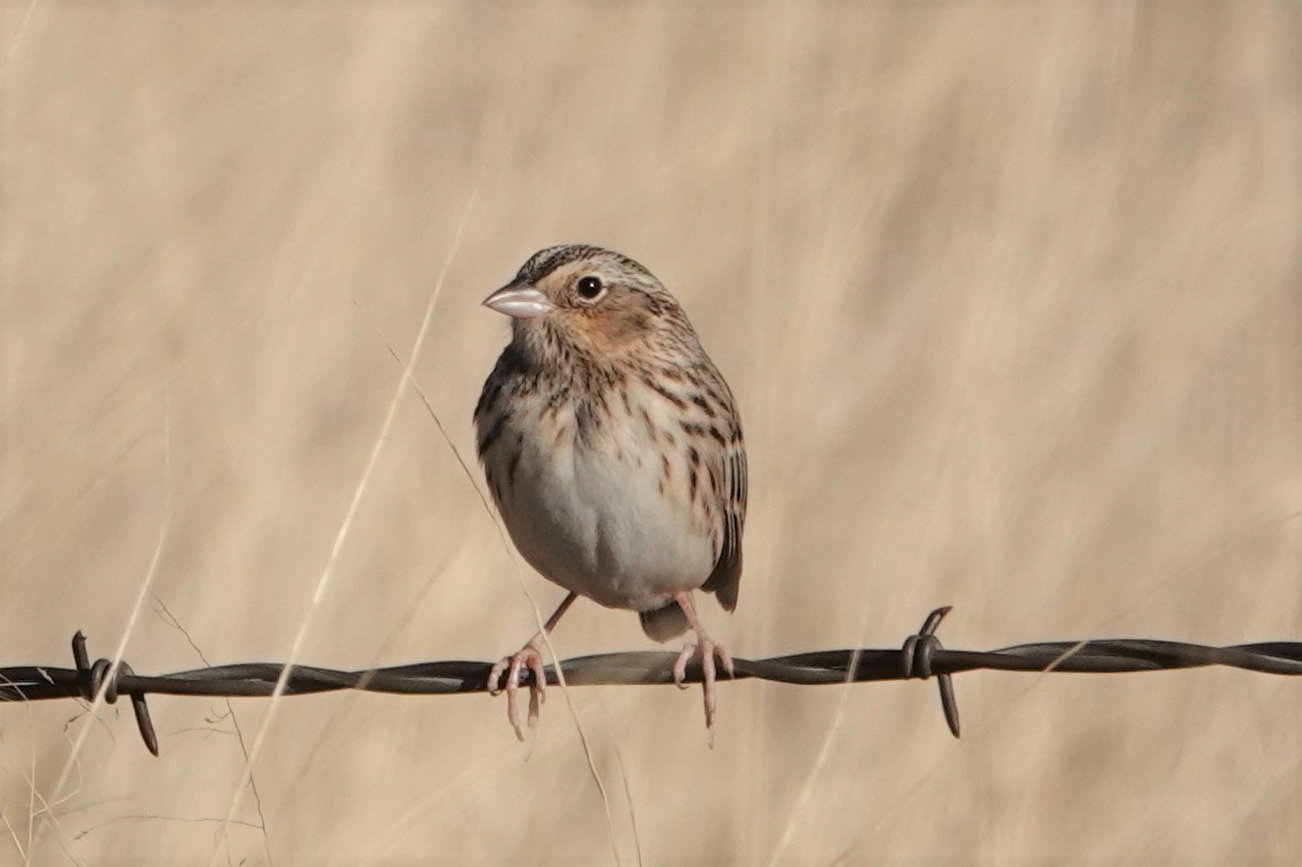 Grasshopper/Baird's Sparrow - eBird