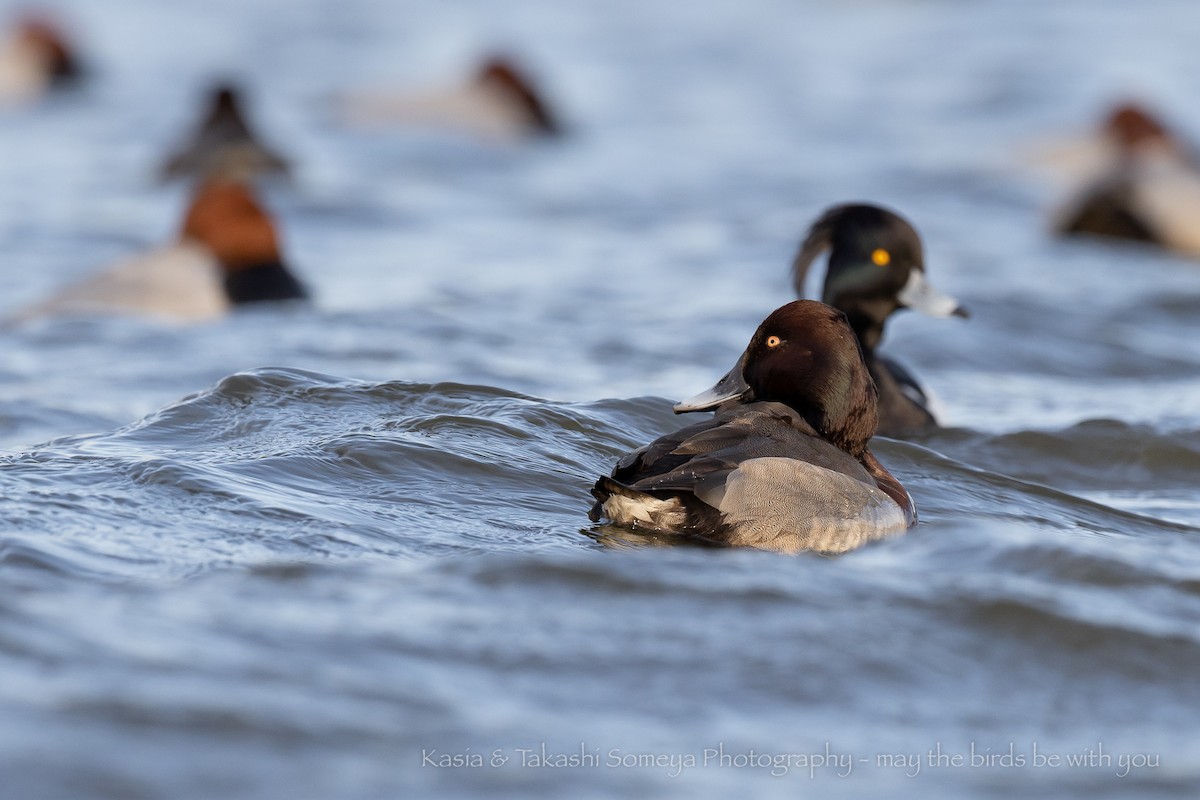 Common x Baer's Pochard (hybrid) - eBird