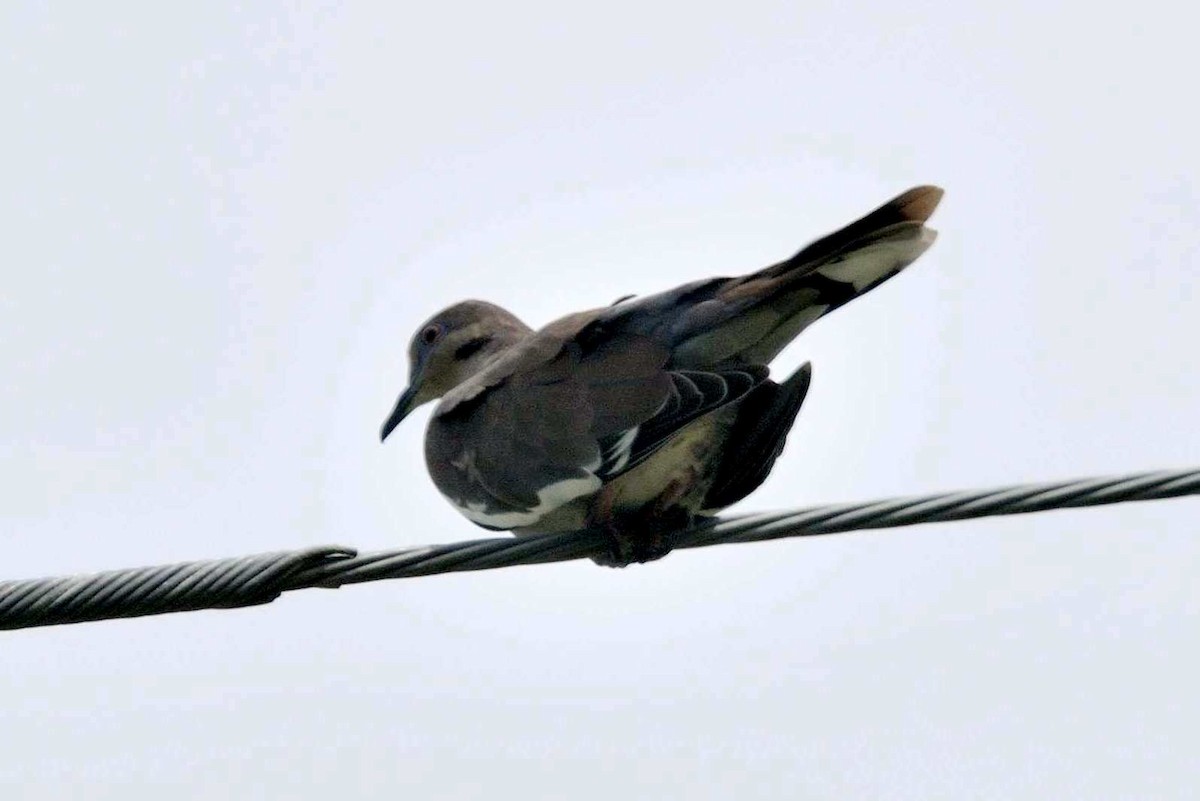 eBird Checklist - 27 Jul 2015 - Hickatee Cottages and Boom Creek Road ...