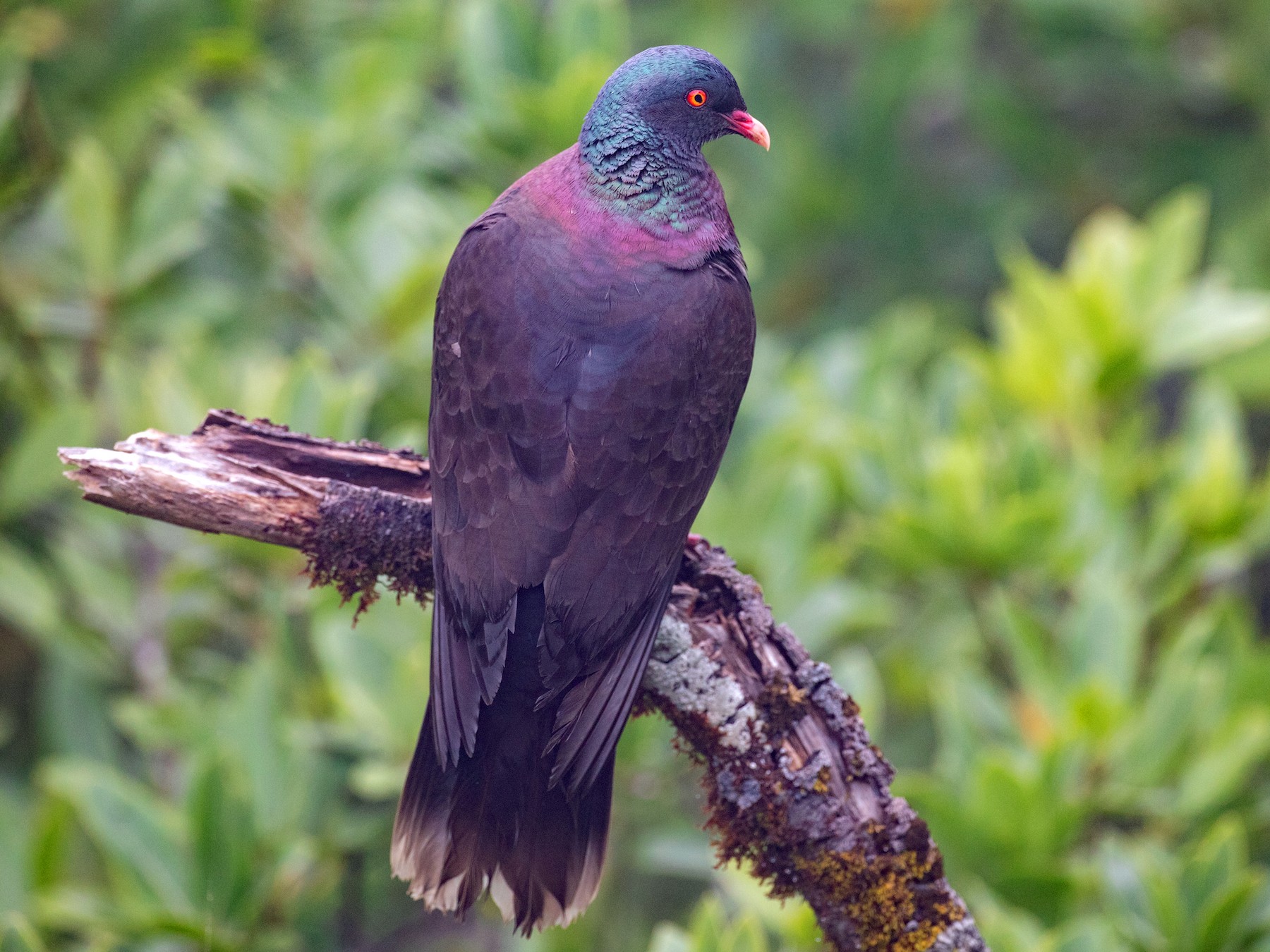 Paloma rabiche - eBird