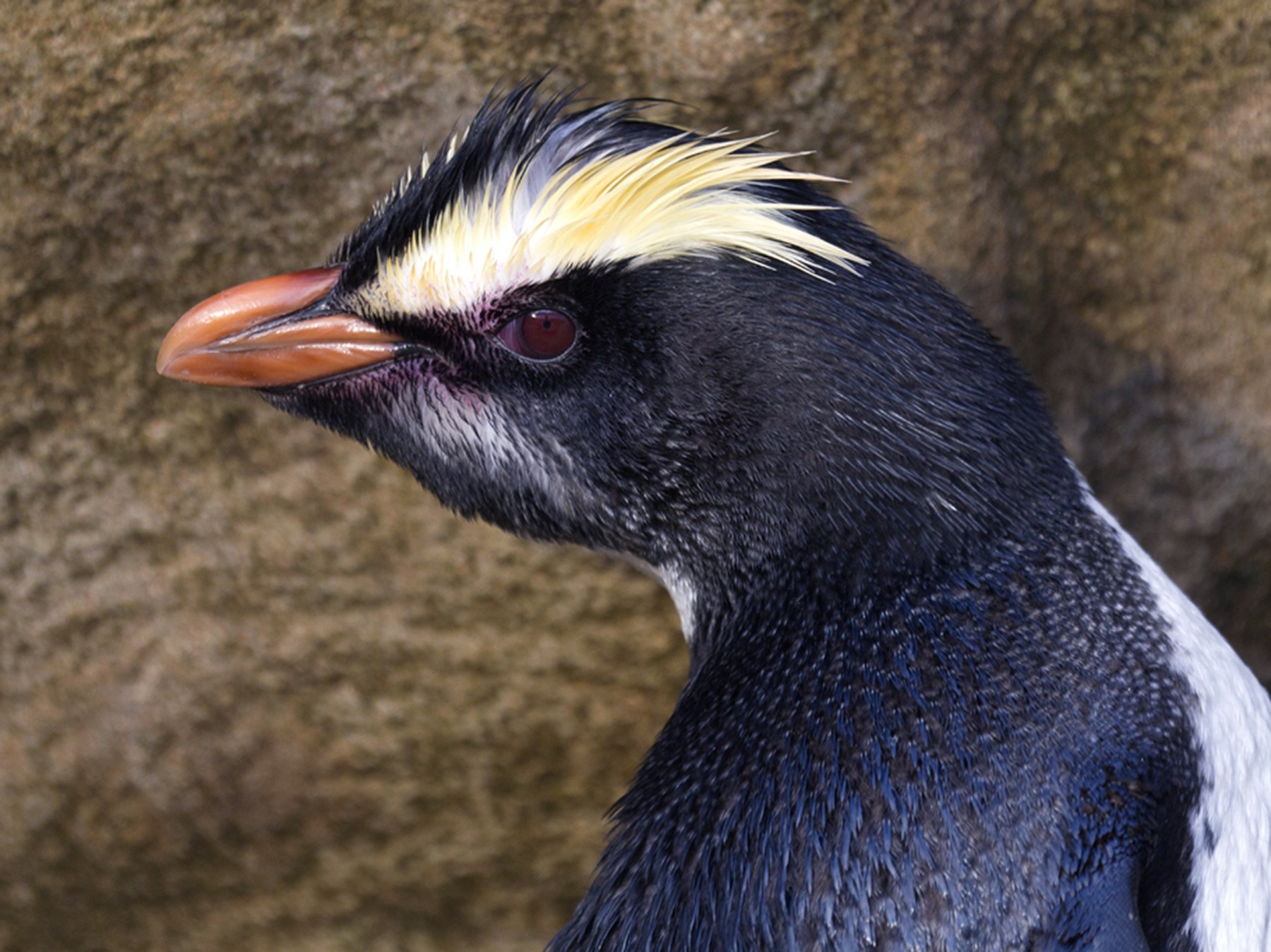 Fiordland Penguin - eBird