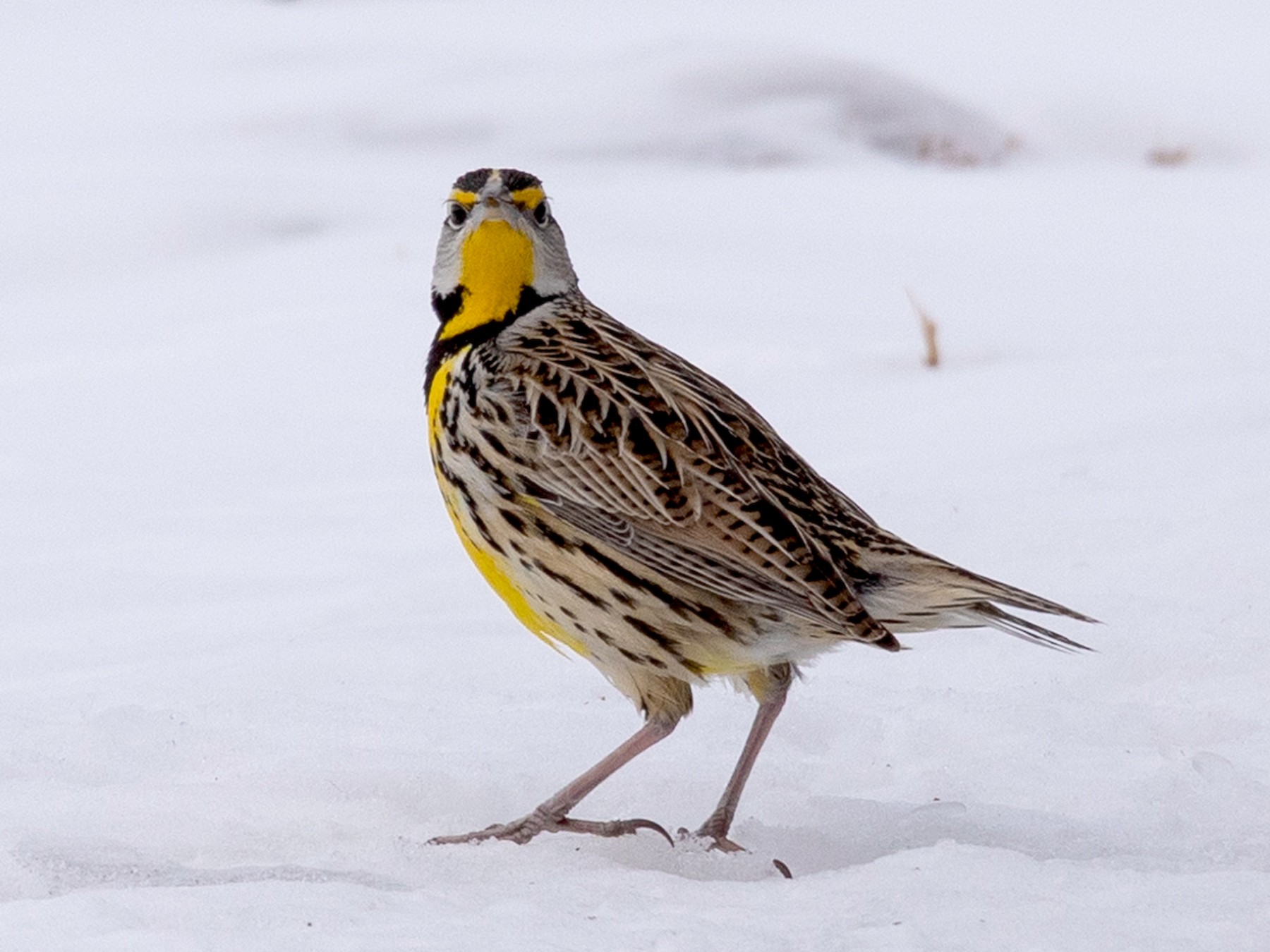 Eastern Meadowlark - eBird
