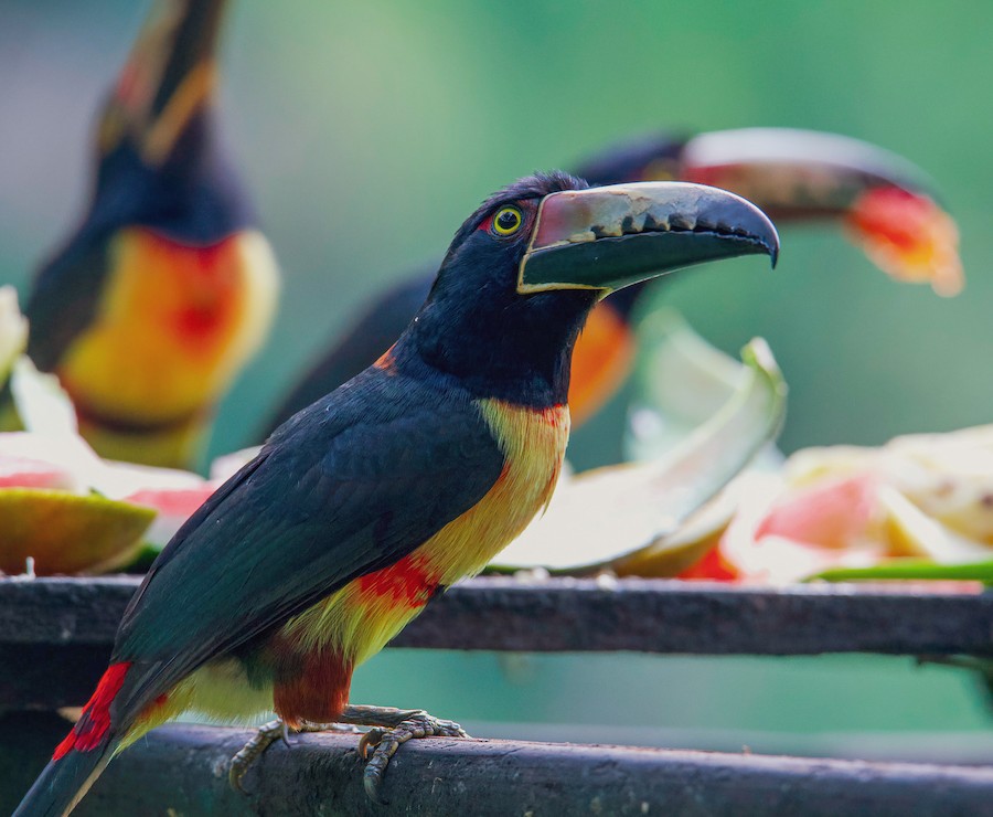 Collared Aracari (Collared) - eBird