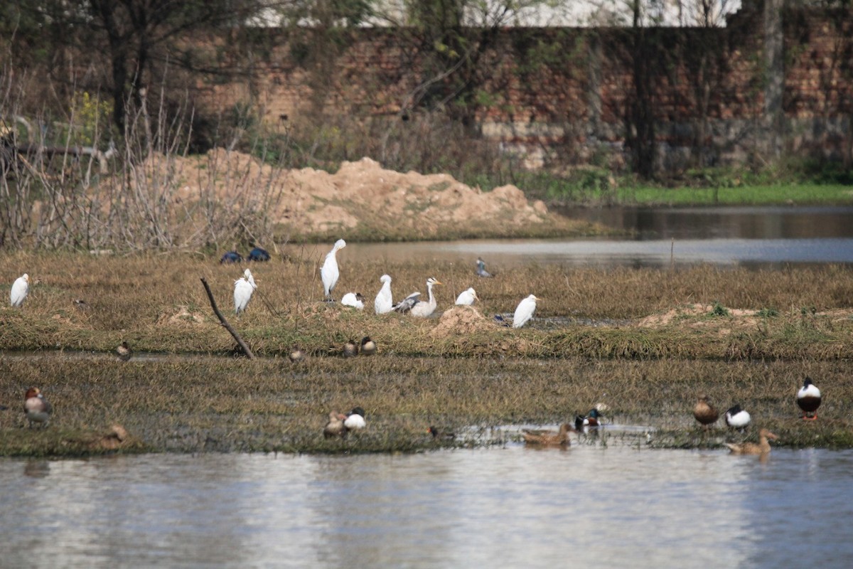 eBird Checklist - 27 Feb 2022 - Mote Majra Lake - 30 species