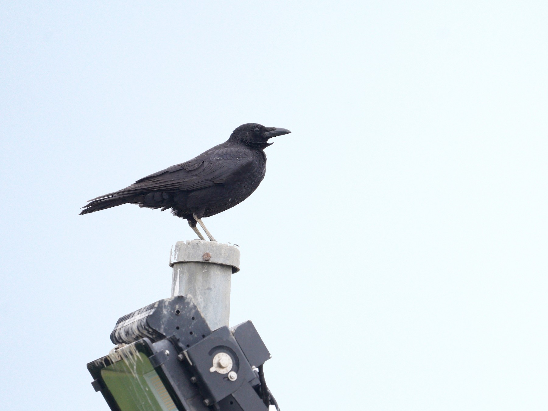 Carrion Crow (Eastern) - eBird