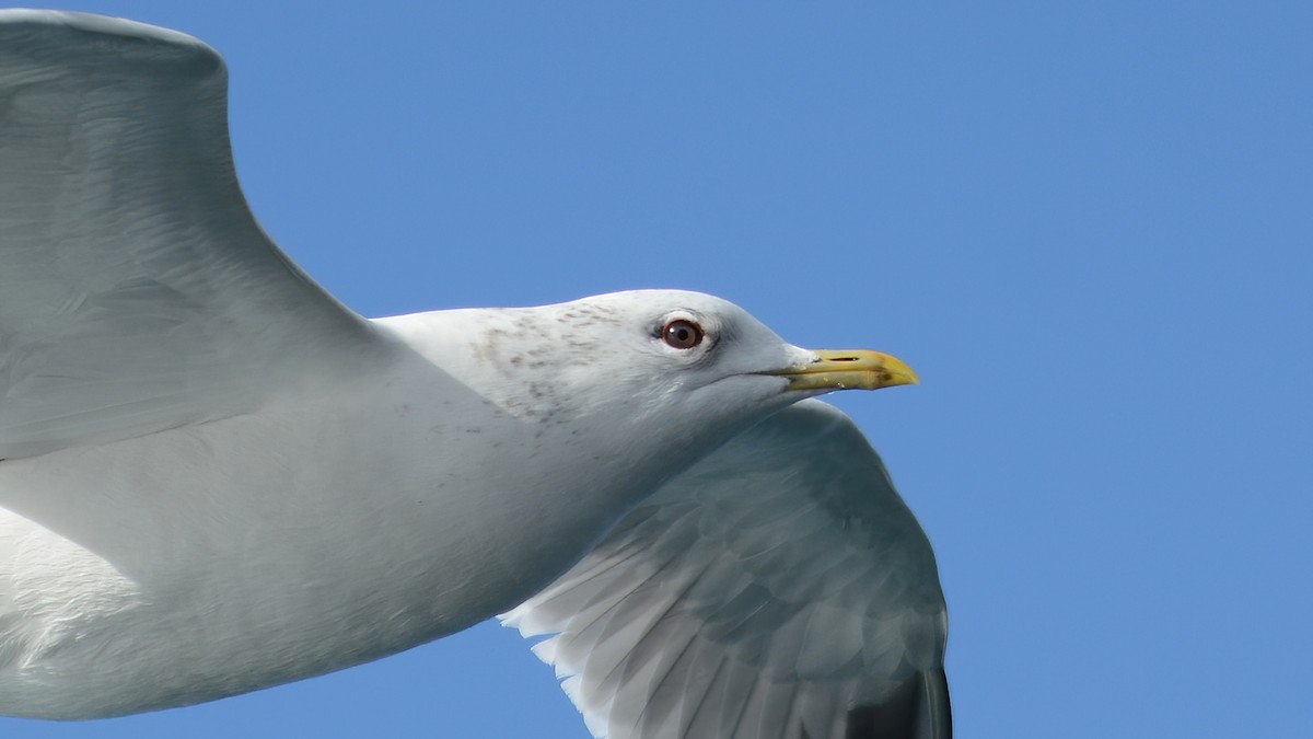 Common Gull - Larus canus - Media Search - Macaulay Library and eBird