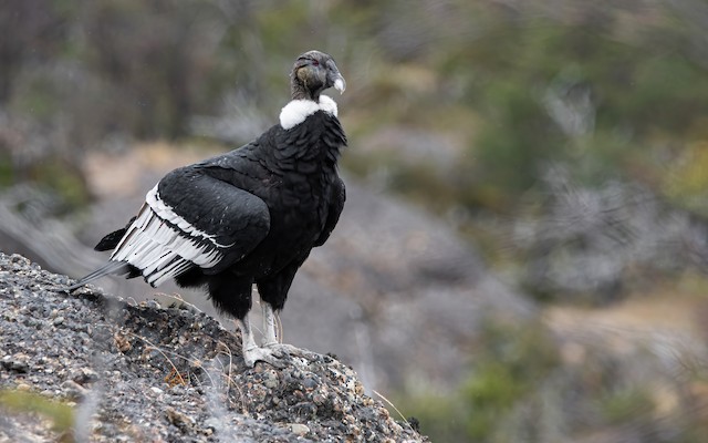 Chile National Bird