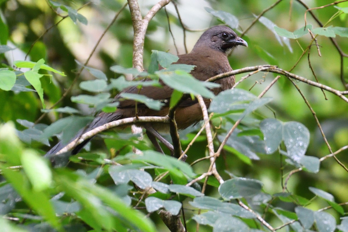 eBird Checklist - 1 Mar 2022 - Pacbitun Farm - 13 species