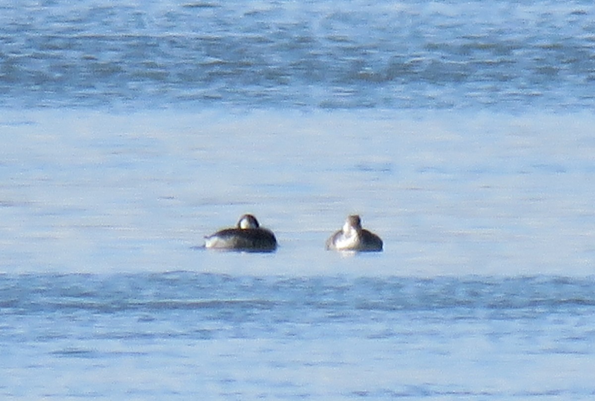 eBird Checklist - 3 Mar 2022 - C&O Canal--Riley's Lock - 29 species