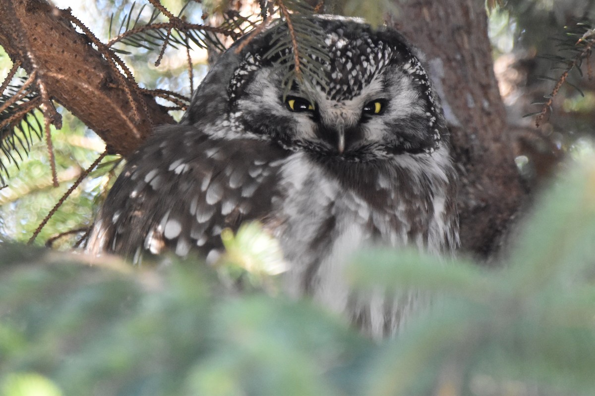 eBird Checklist - 3 Mar 2022 - Fifty Point Conservation Area - 1 species