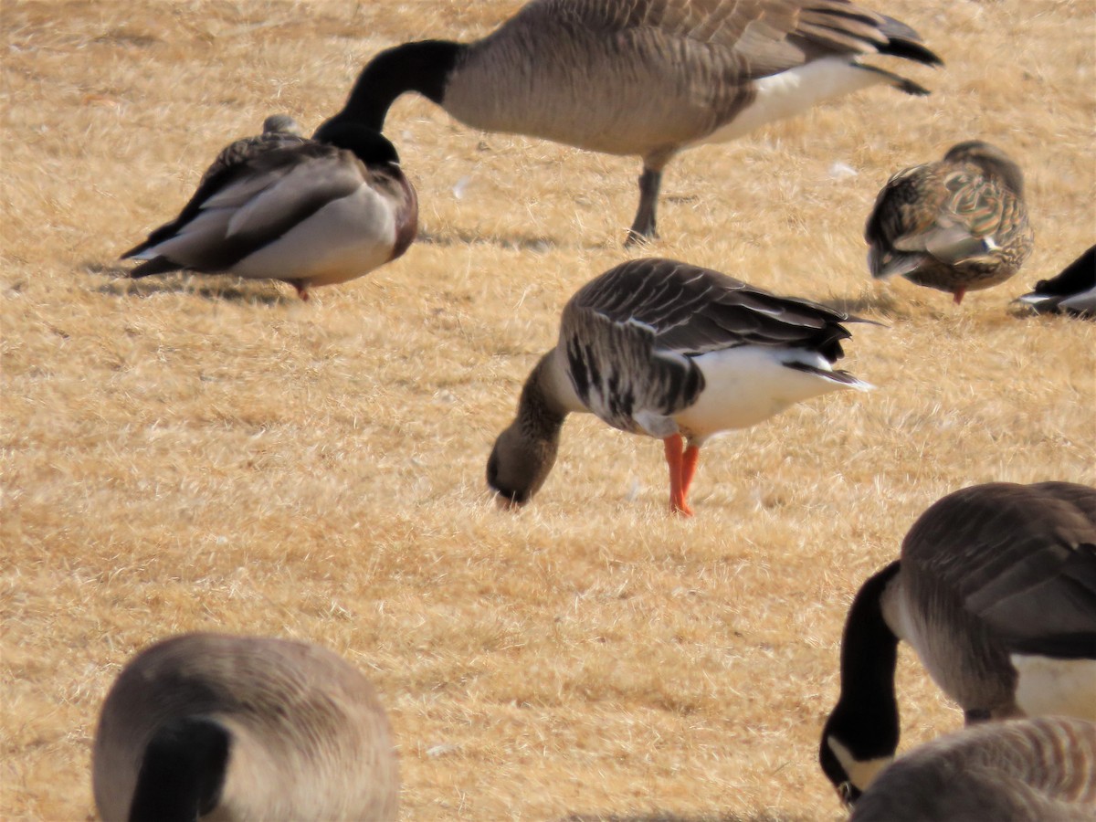 eBird Checklist - 3 Mar 2022 - Lakeside Park--Frazier Point Lookout ...