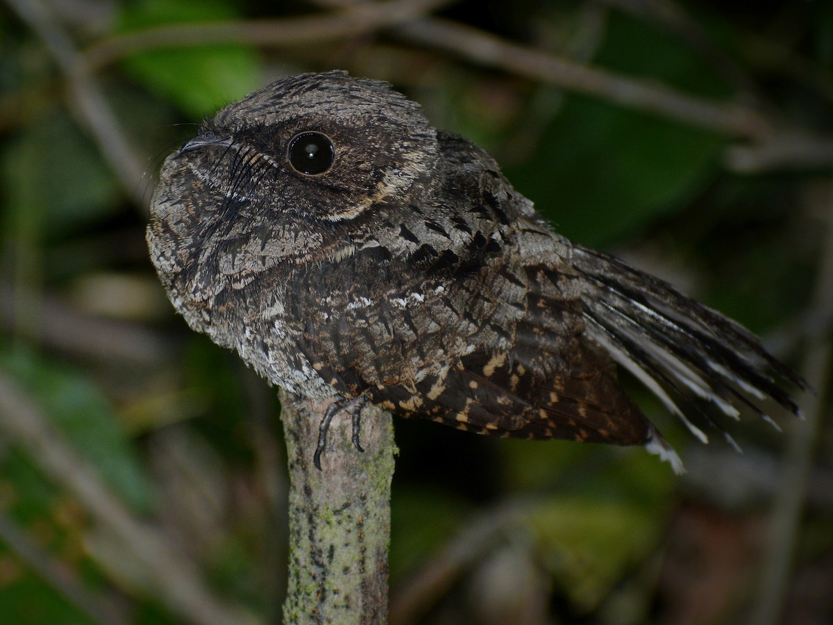 Yucatan Poorwill - Nyctiphrynus yucatanicus - Birds of the World
