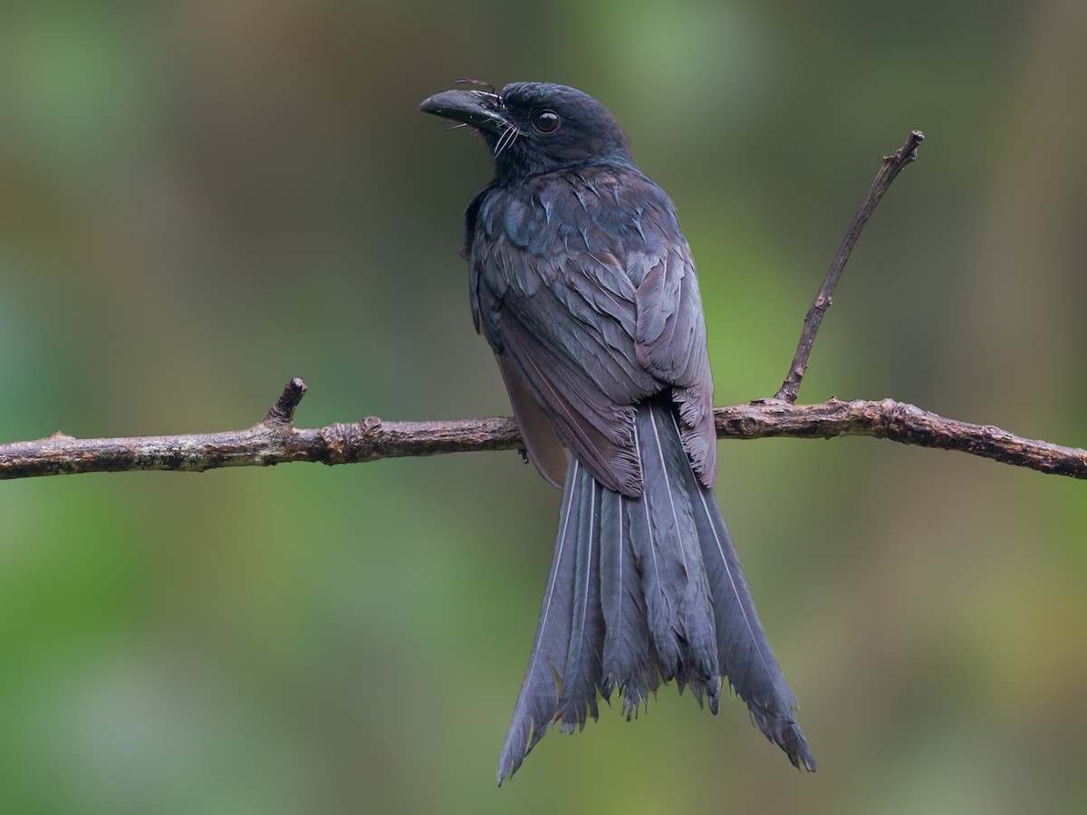 Andaman Drongo - Dicrurus andamanensis - Birds of the World