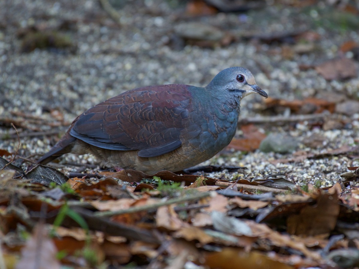 Buff-fronted Quail-Dove - Zentrygon costaricensis - Birds of the World