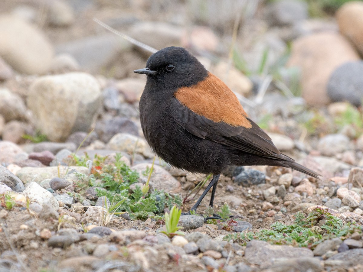 Austral Negrito - Lessonia rufa - Birds of the World