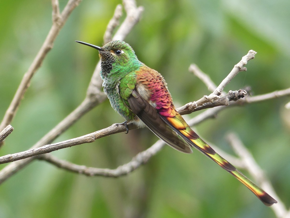Red-tailed Comet - Sappho sparganurus - Birds of the World